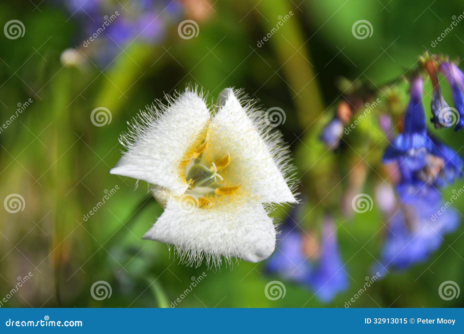 Het oor van de bergkat stock afbeelding. Image of katten - 32913015