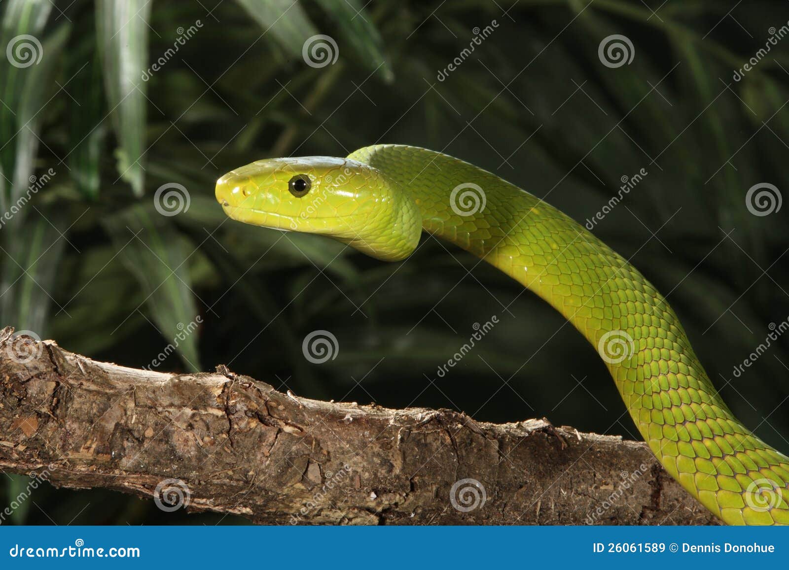 Het Oosten Afrikaanse Groene Mamba Stock Afbeelding - Image of vergift ...