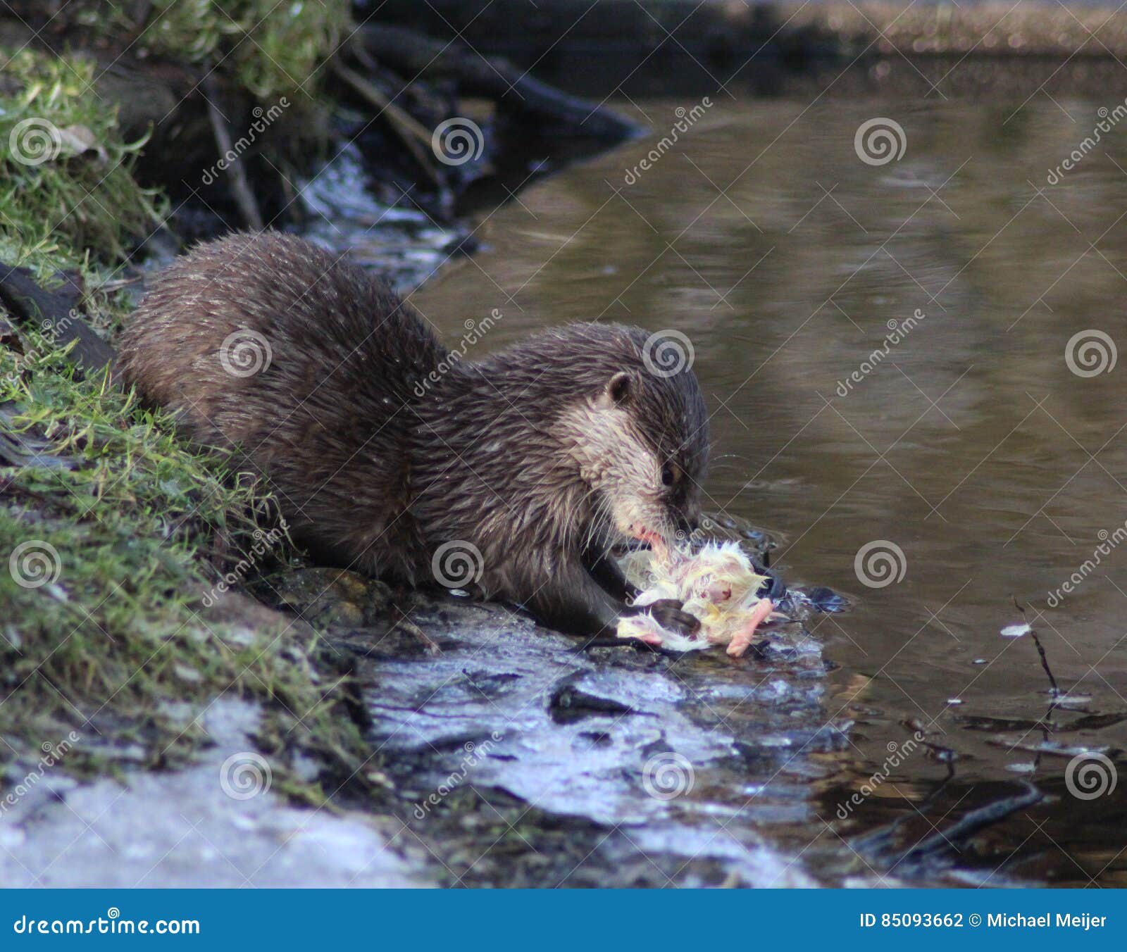 Het Oosterse Klein-gekrabde Otter Eten Stock Foto - Image of oosters ...