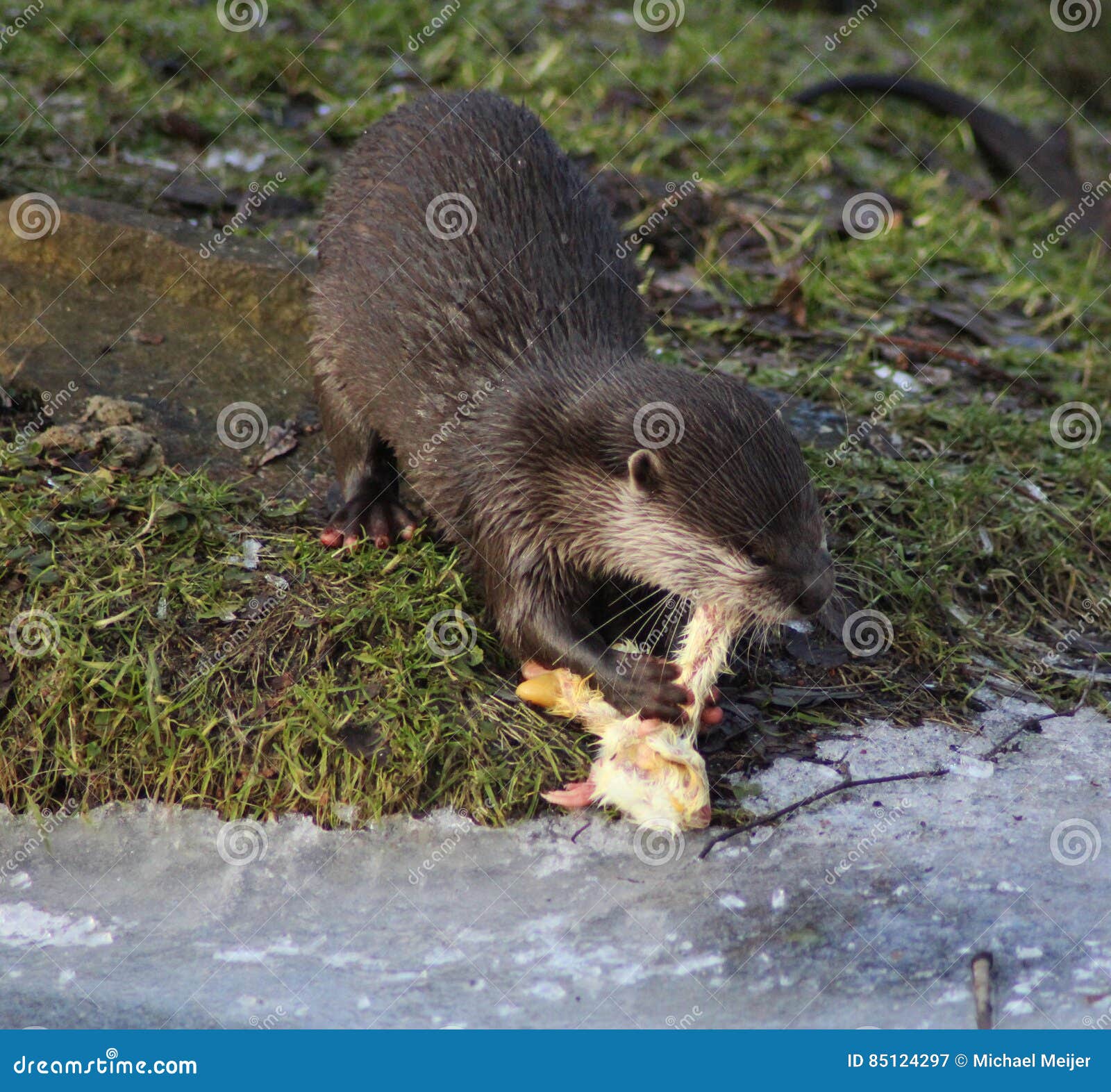 Het Oosterse Klein-gekrabde Otter Eten Stock Afbeelding - Image of ...