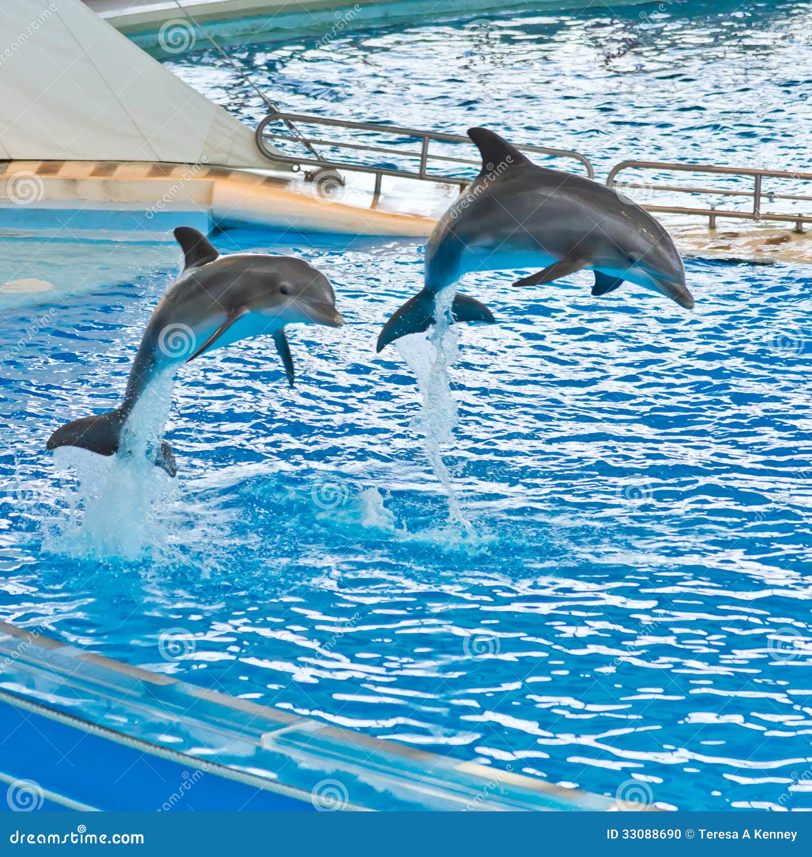 Het Opgeleide Dolfijnen Springen Stock Foto - Image of samen, dolfijn ...
