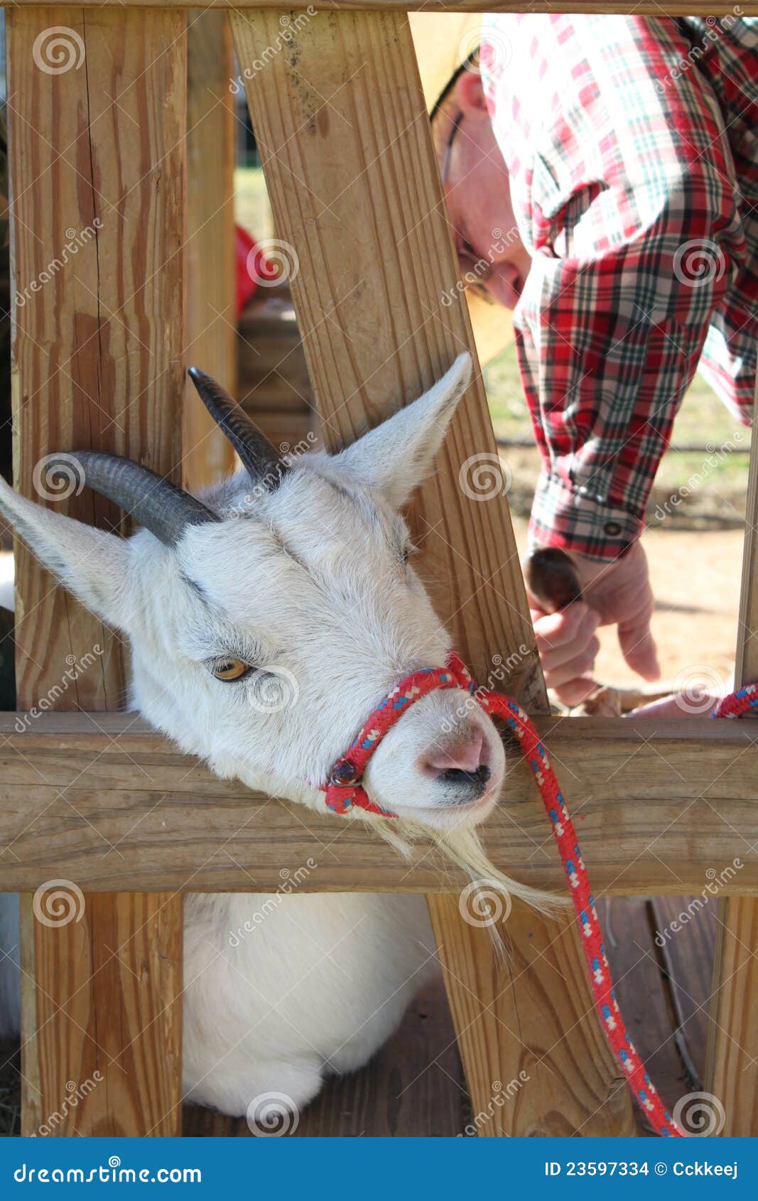 Het in Orde Maken Van De Hoef Stock Foto - Image of dierenarts, hoef ...
