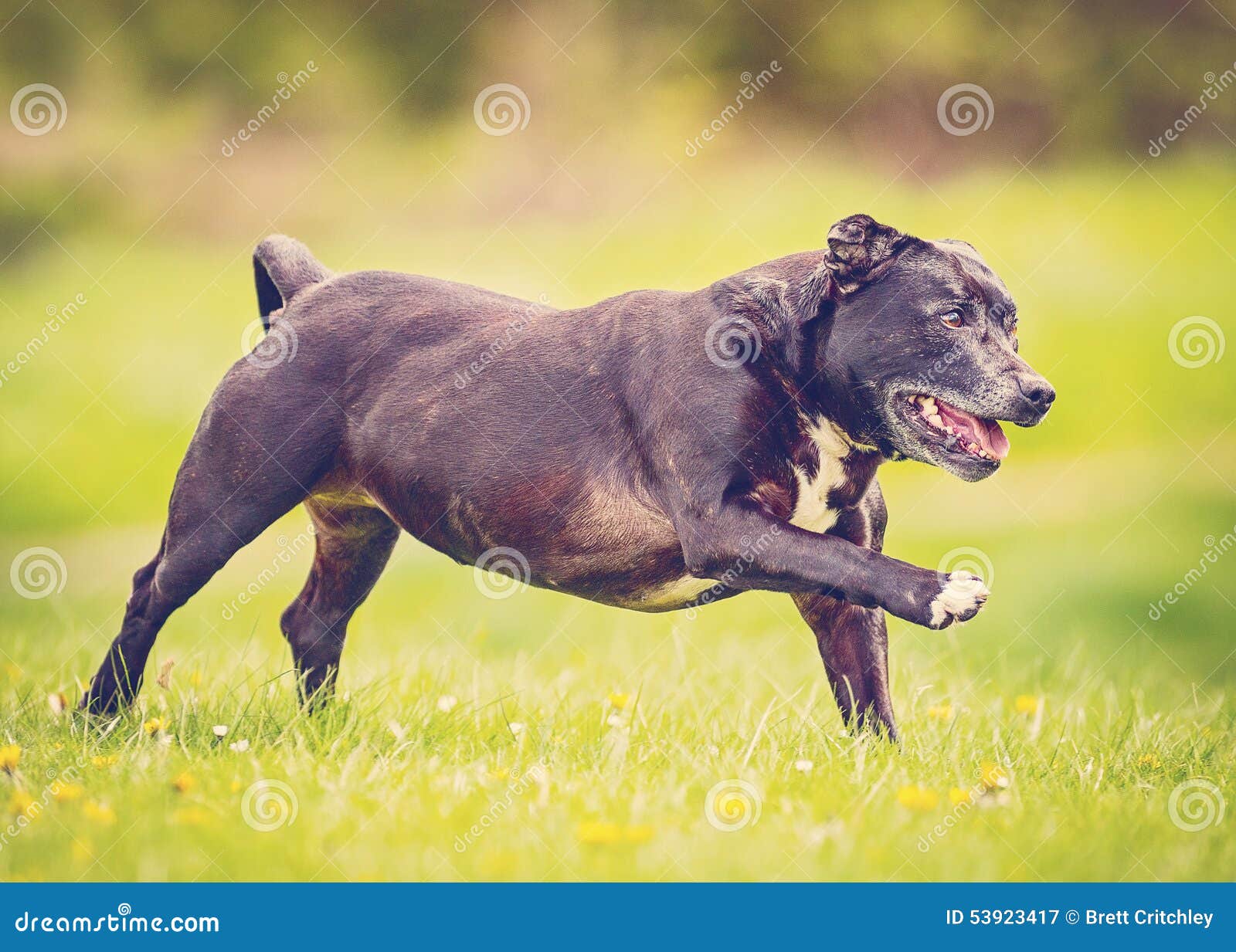 Het oude hond lopen stock afbeelding. Image of park, looppas - 53923417