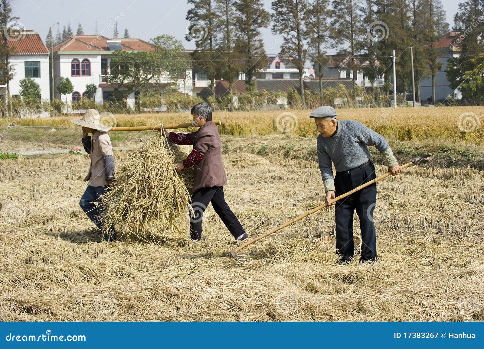Het Oude Landbouwer Het Oogsten Tarwestro Redactionele Fotografie ...
