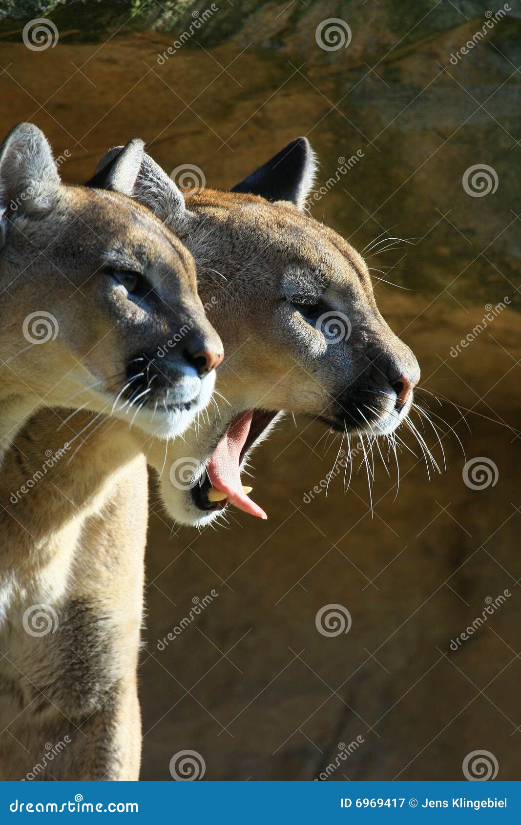 Het paar van de poema stock afbeelding. Image of wild - 6969417