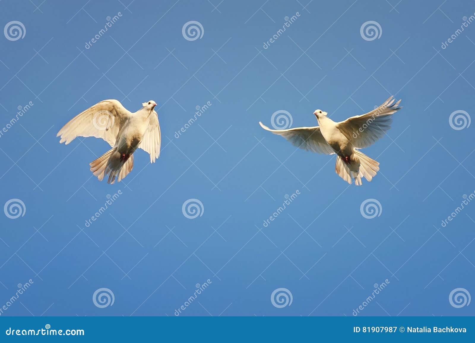 Het Paar Witte Duiven Stijgt Hoog in De Hemel Stock Afbeelding - Image ...