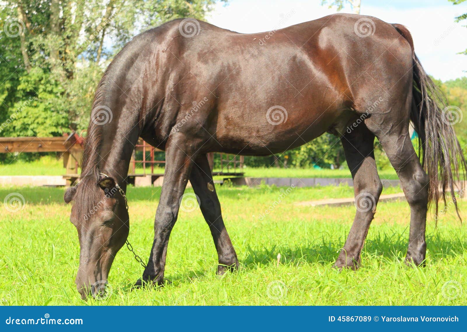 Het paard stock afbeelding. Image of hengst, wild, groen - 45867089