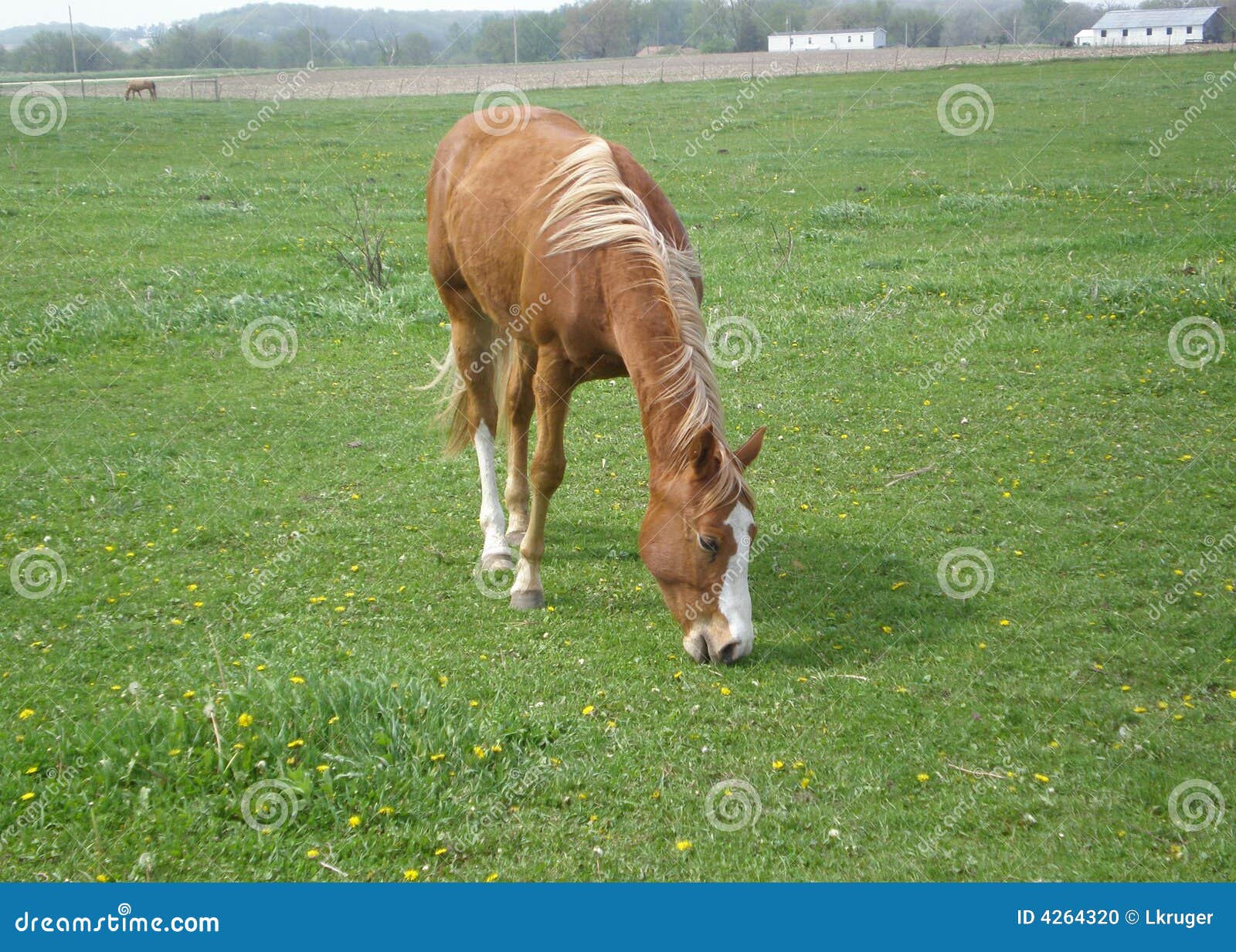 Baaipaard Die Gras Eten Picture. Image: 4264320