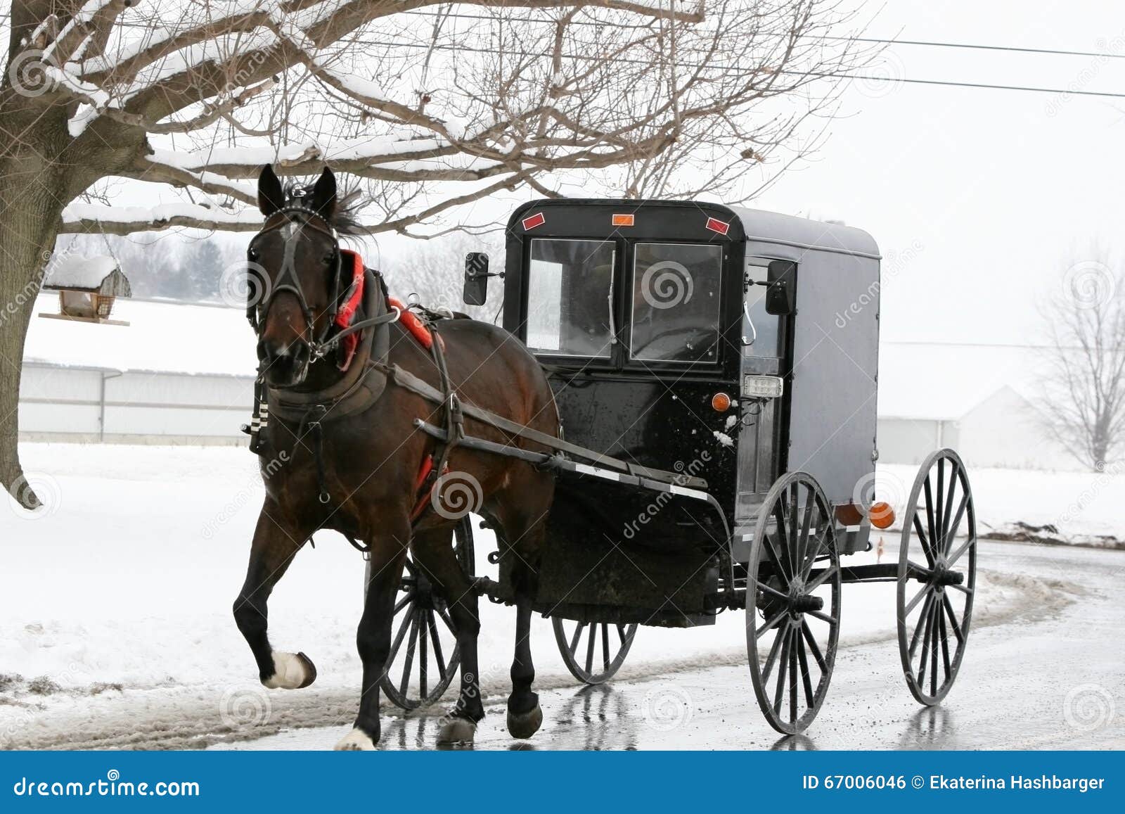 Het Paard En Het Vervoer Van Amish Stock Foto - Image of tafereel ...