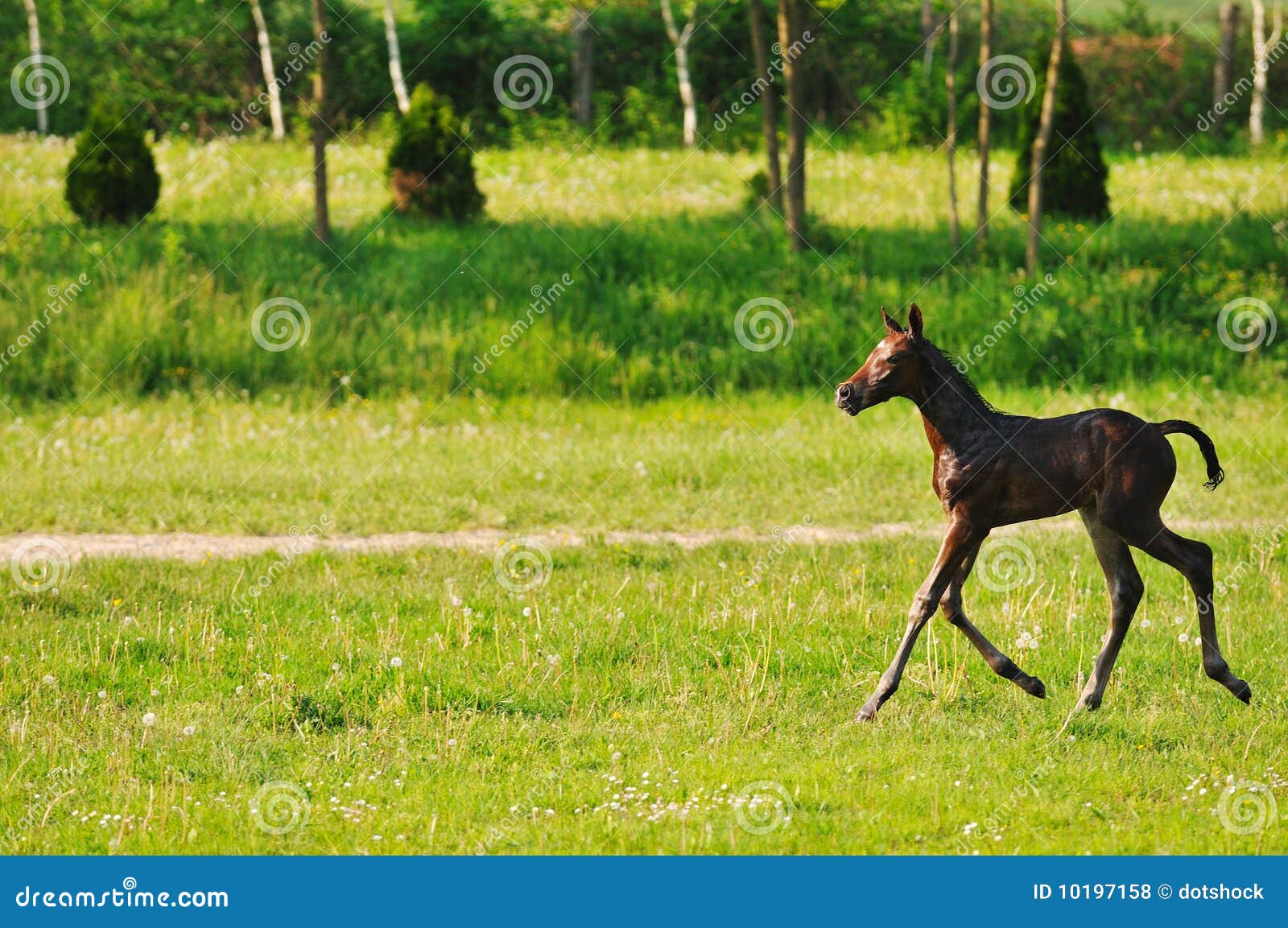 Het paard van de baby stock foto. Image of manen, zoogdier - 10197158