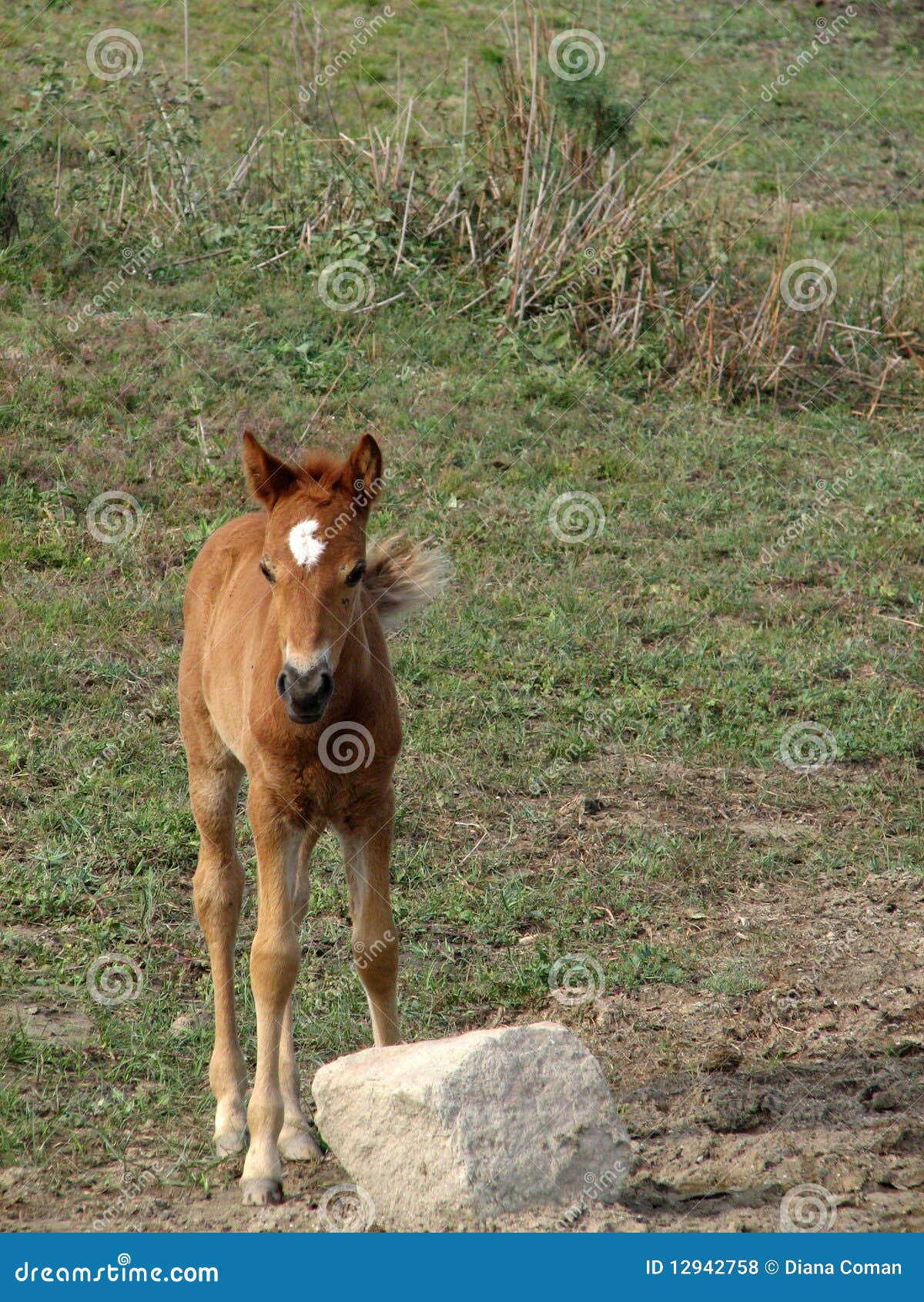 Het Paard van de baby stock foto. Image of zoogdieren - 12942758