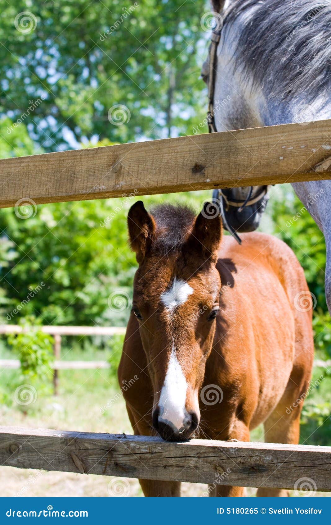 Babypaard Picture. Image: 5180265