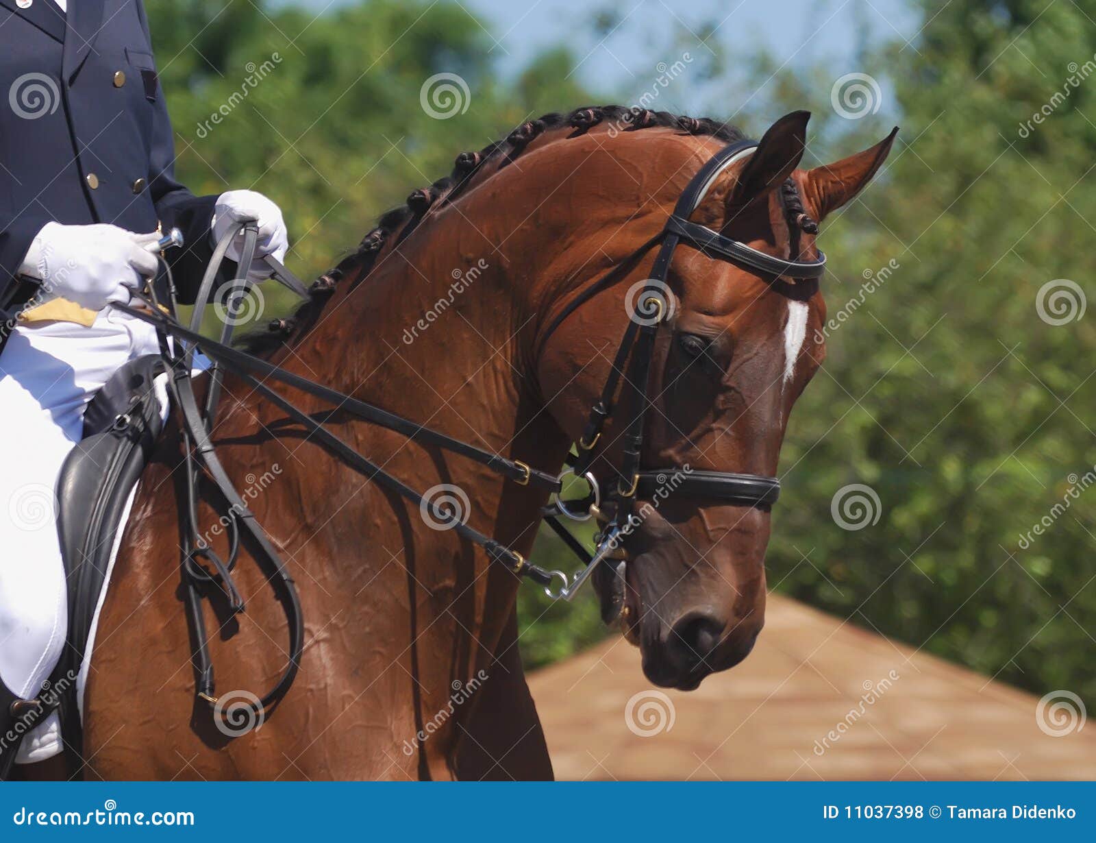 Het paard van de dressuur stock foto. Image of merrie - 11037398