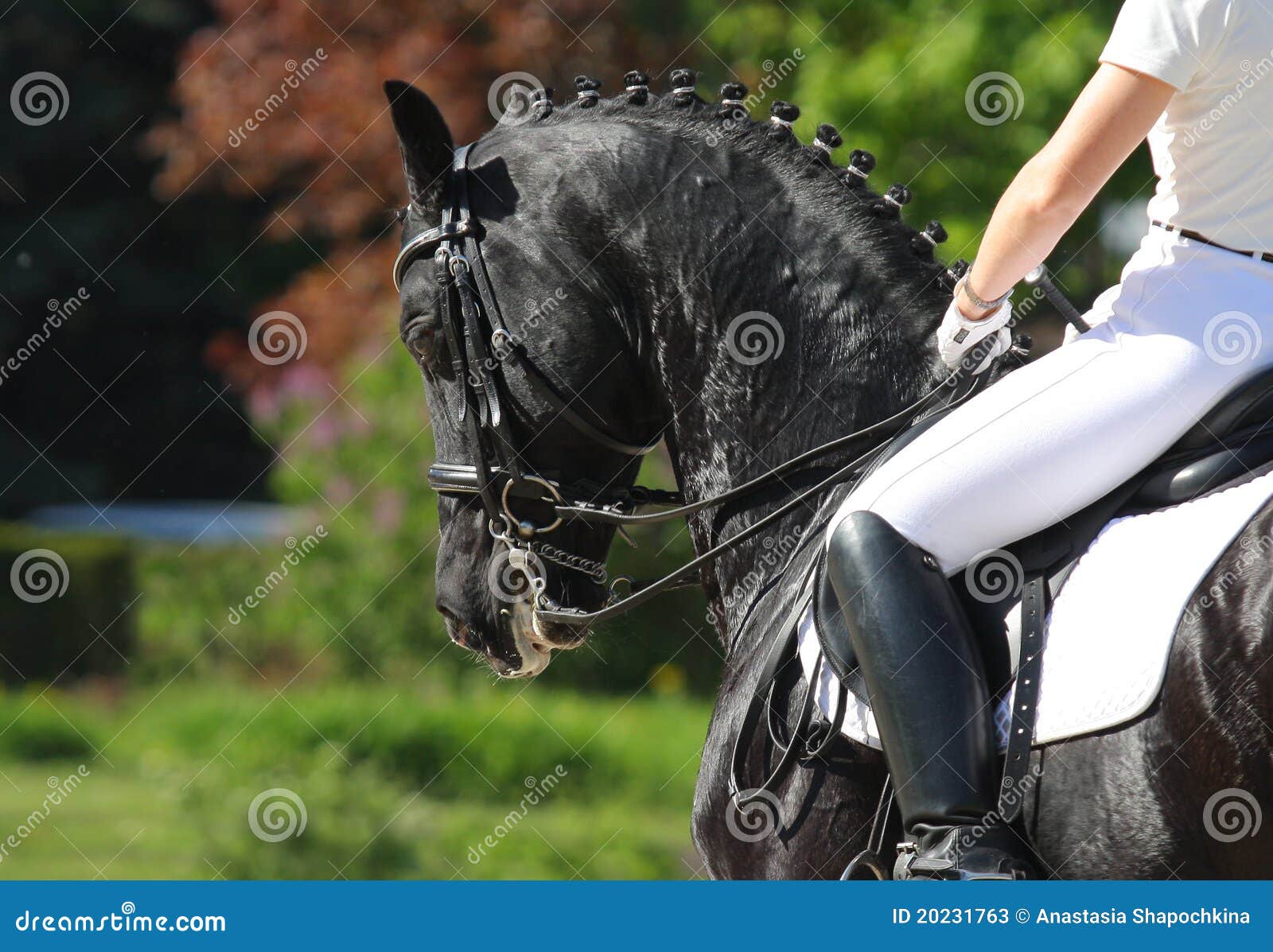 Het paard van de dressuur stock afbeelding. Image of handen - 20231763 Het paard van de dressuur stock afbeelding. Image of handen - 20231763