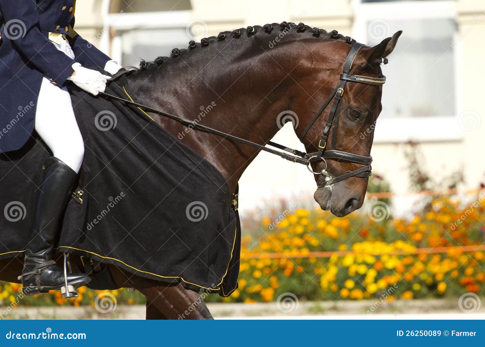 Het paard van de dressuur stock afbeelding. Image of mensen - 26250089