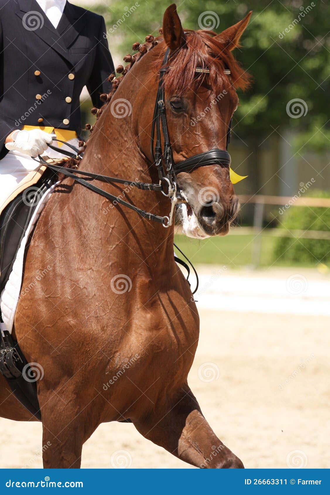 Het paard van de dressuur stock afbeelding. Image of sprong - 26663311 Het paard van de dressuur stock afbeelding. Image of sprong - 26663311