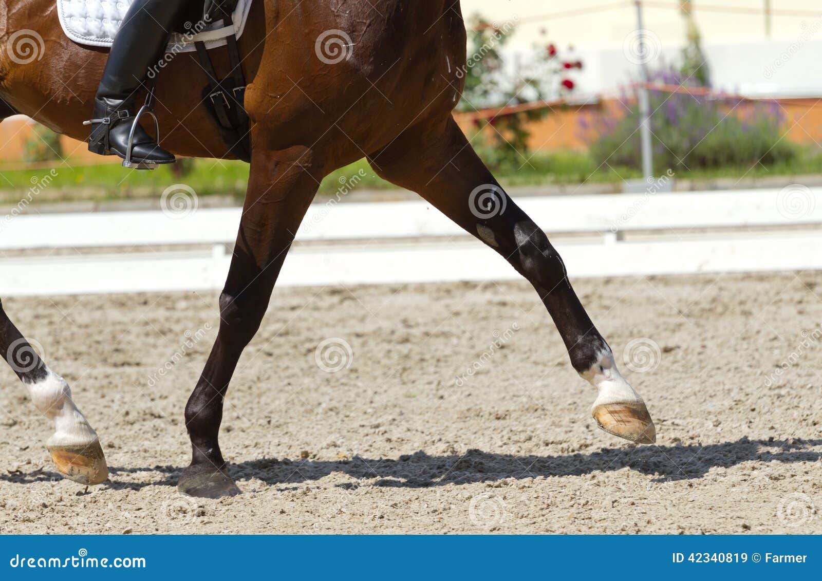 Het paard van de dressuur stock afbeelding. Image of aansporingen ... Het paard van de dressuur stock afbeelding. Image of aansporingen ...
