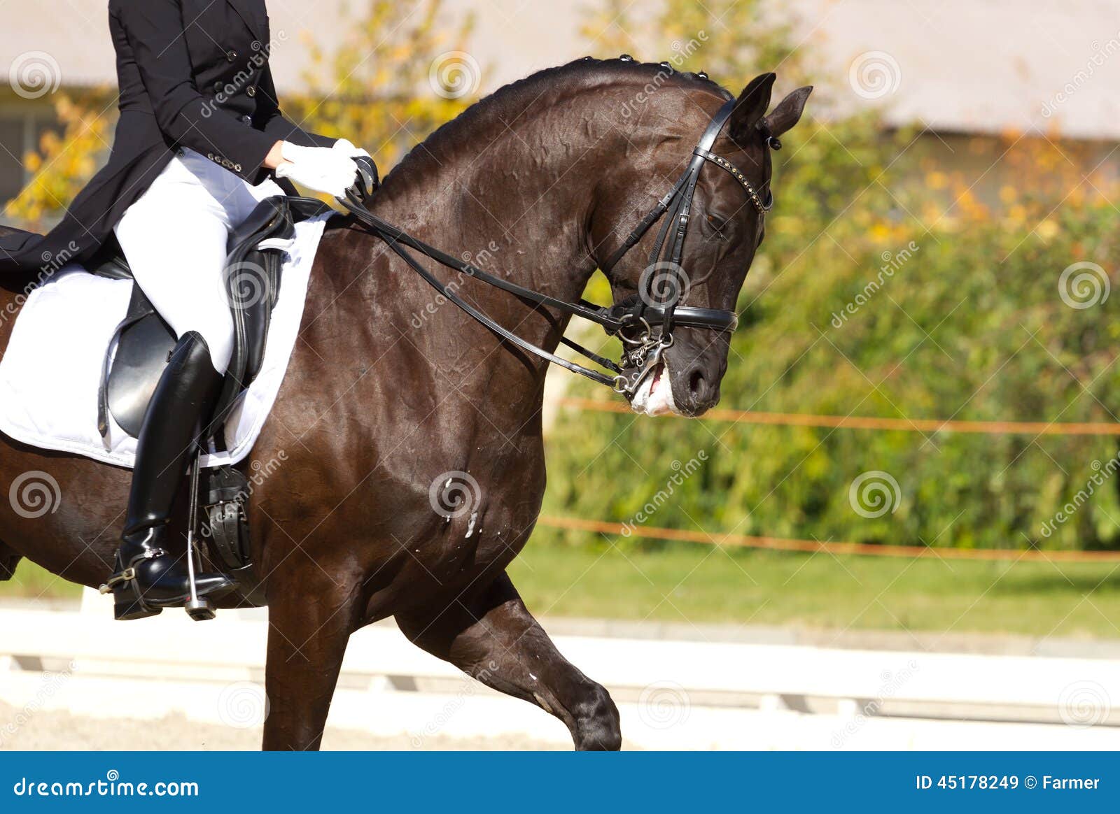Het paard van de dressuur stock afbeelding. Image of hengst - 45178249 Het paard van de dressuur stock afbeelding. Image of hengst - 45178249