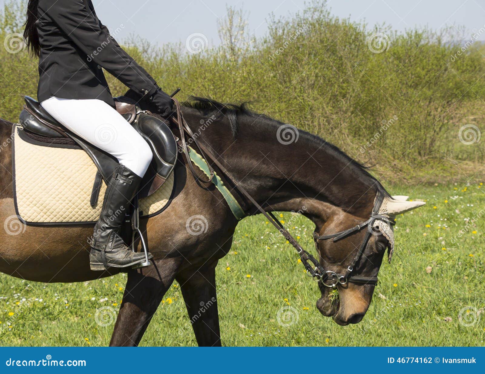 Het paard van de dressuur stock foto. Image of concurrentie - 46774162 Het paard van de dressuur stock foto. Image of concurrentie - 46774162