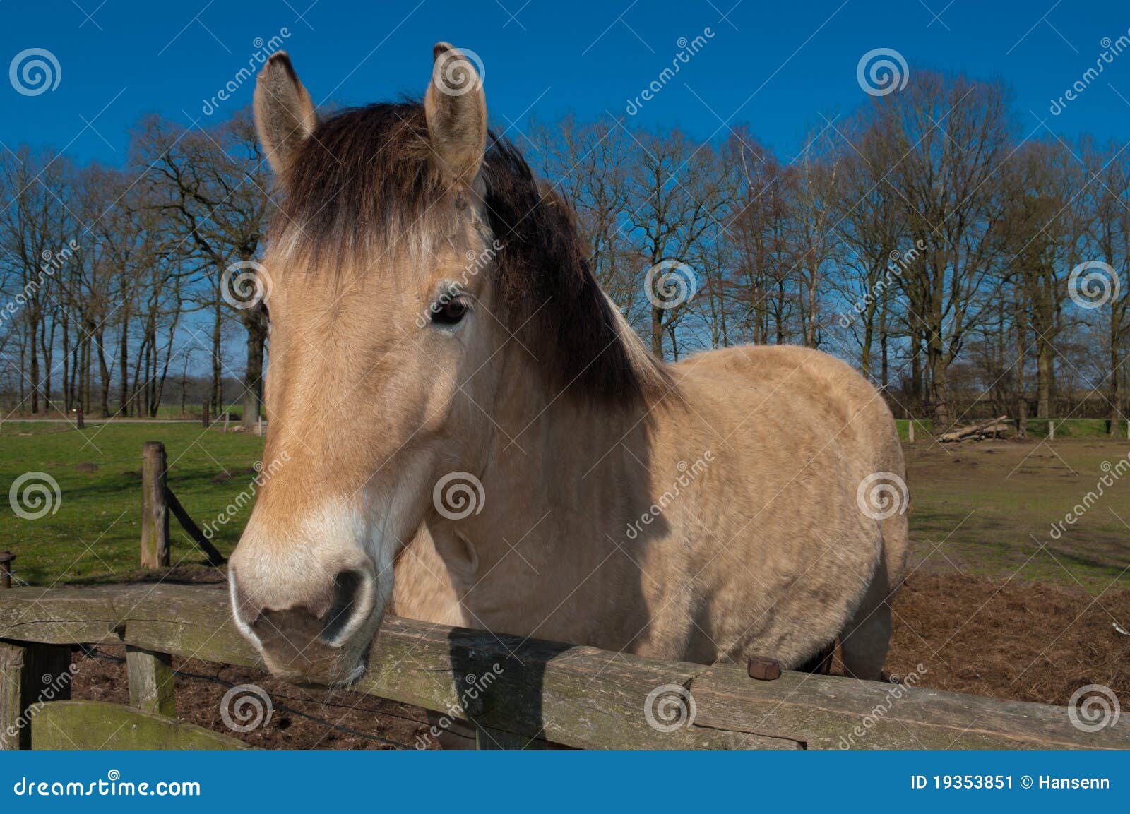 Het paard van de fjord stock afbeelding. Image of huisdier - 19353851
