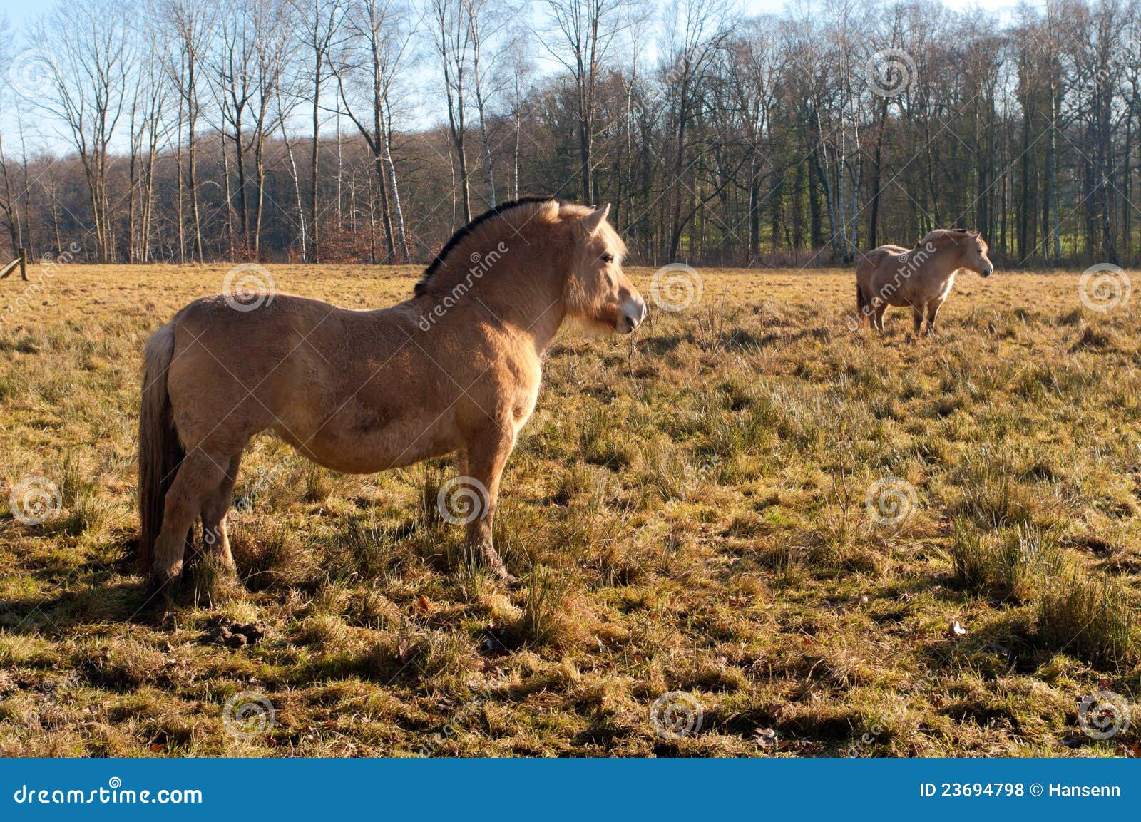 Het paard van de fjord stock foto. Image of overzees - 23694798