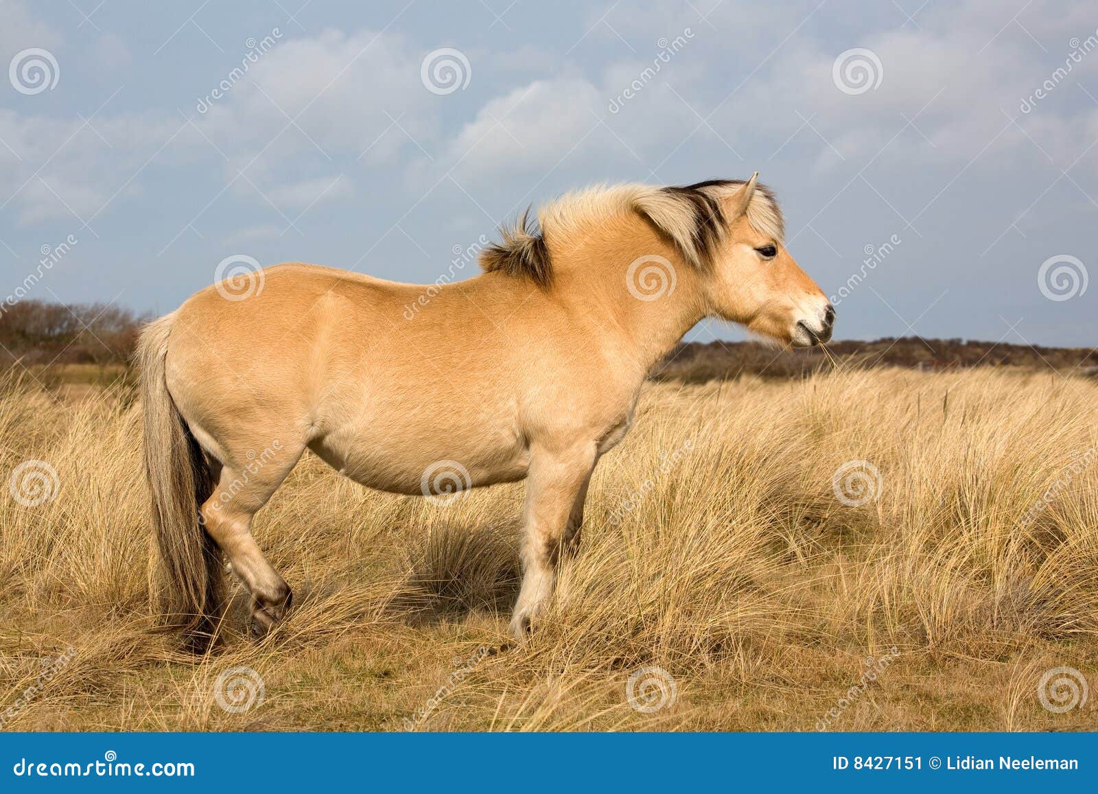 Het paard van de fjord stock afbeelding. Image of horizontaal - 8427151