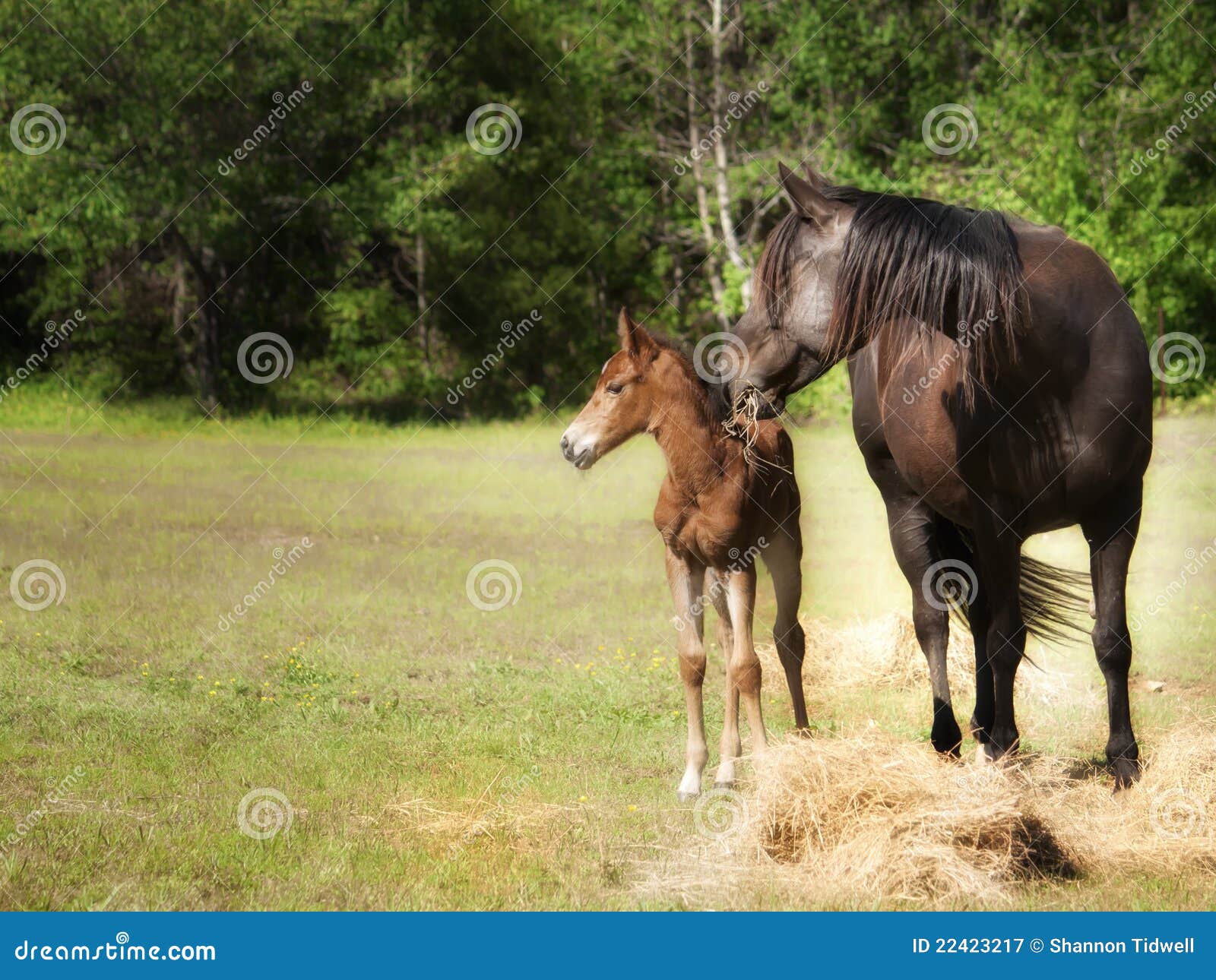 Het Paard Van De Moeder En Van De Baby in Weiland Stock Afbeelding ...
