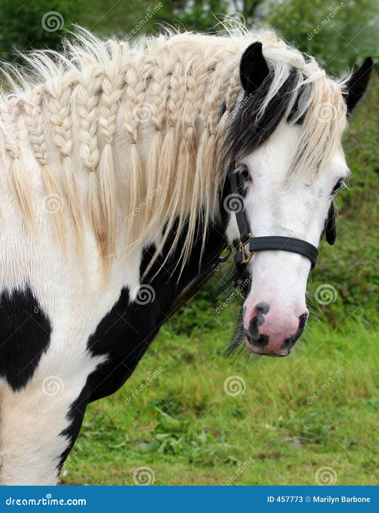 Het Paard van de zigeuner stock afbeelding. Image of poneys - 457773