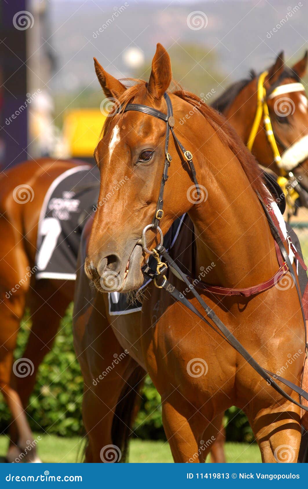 Het Paard van het ras stock afbeelding. Image of racen - 11419813