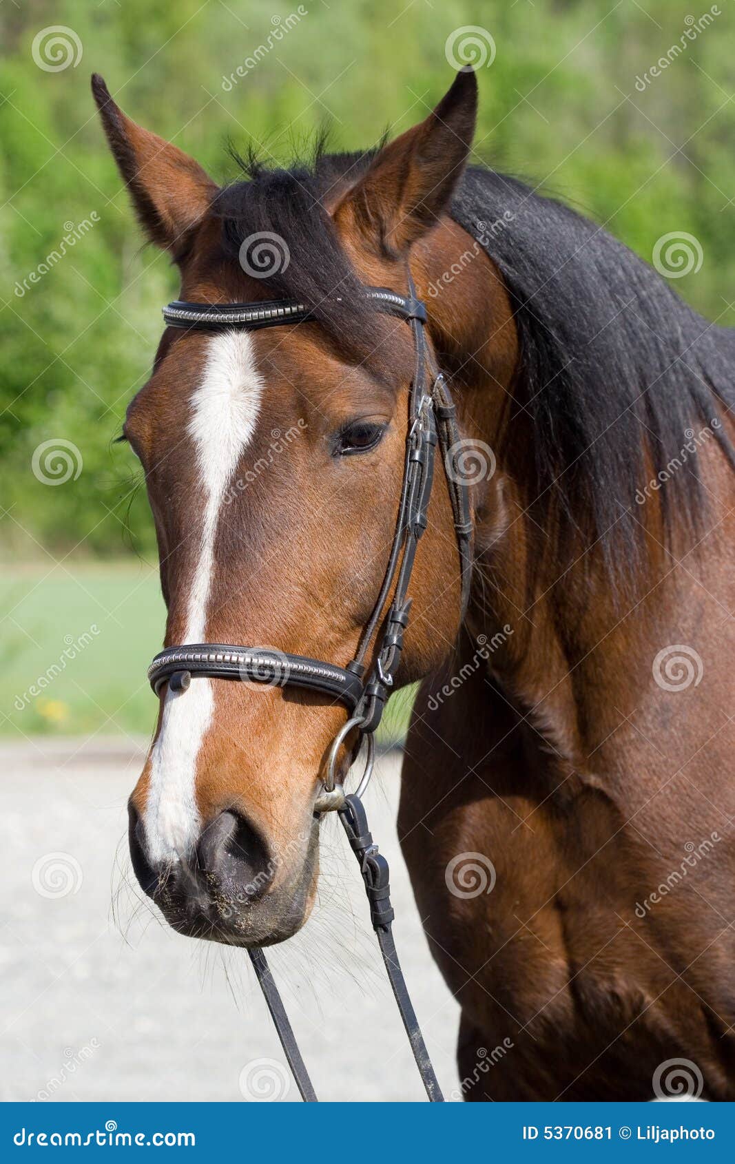 Het paard van het ras stock afbeelding. Afbeelding bestaande uit ...