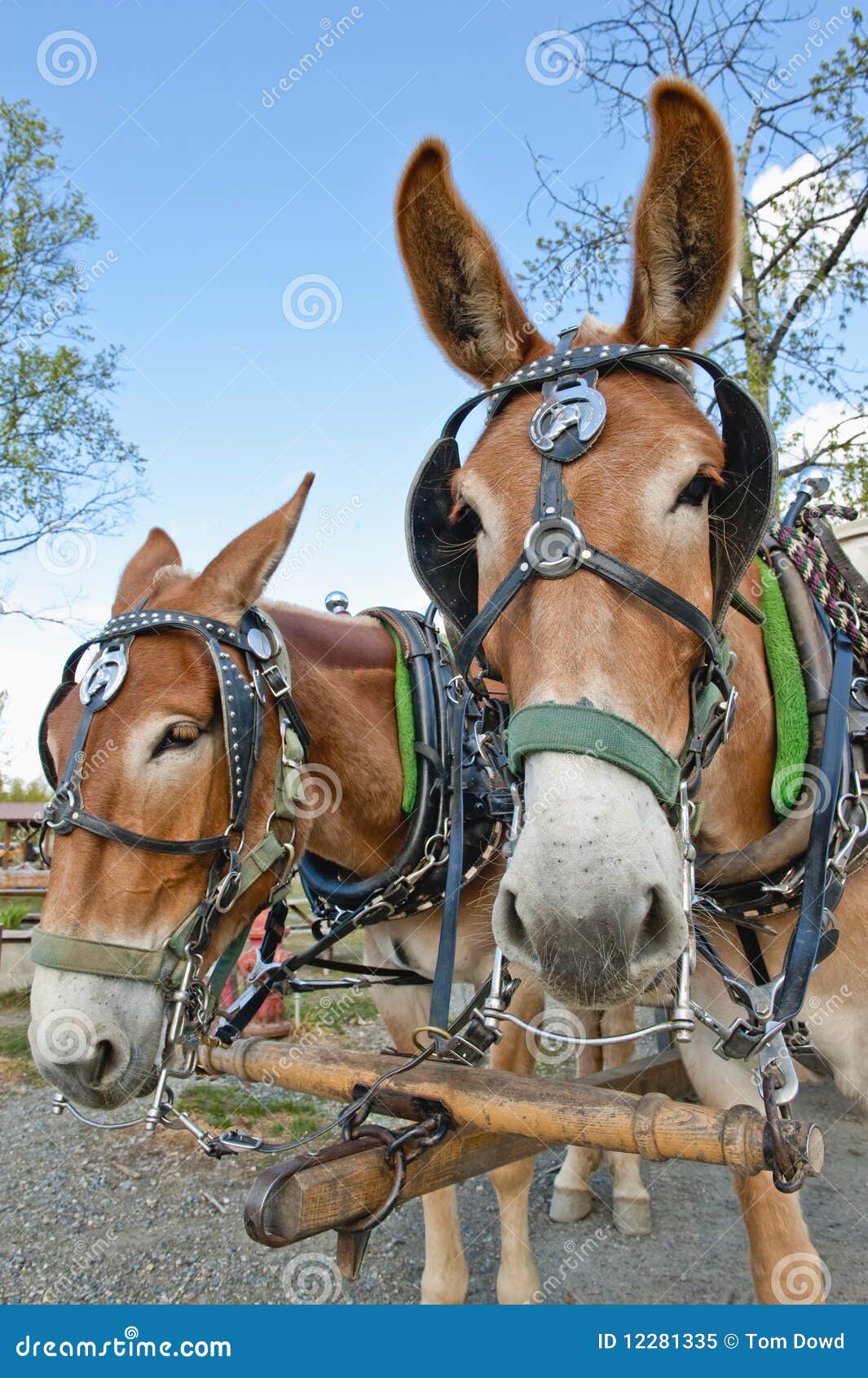 Het Paardteam Van De Muilezel Stock Afbeelding - Image of openlucht ...