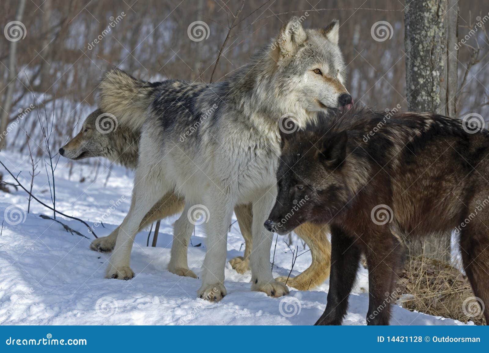 Het pak van de wolf stock foto. Image of verscheidene - 14421128