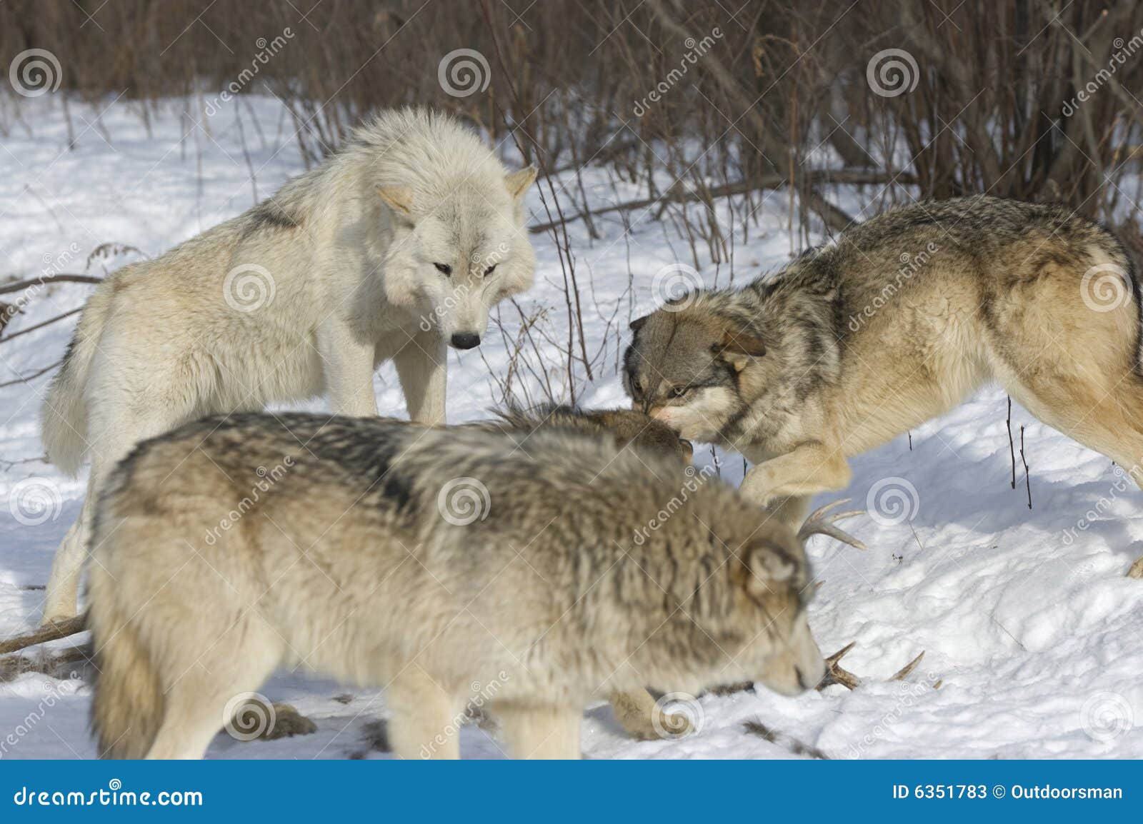 Het pak van de wolf stock afbeelding. Image of wild, wolf - 6351783