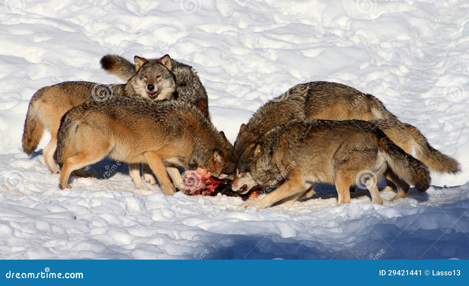 Het Pak Van De Wolf Het Eten Stock Afbeelding - Image of sneeuw, wolf ...