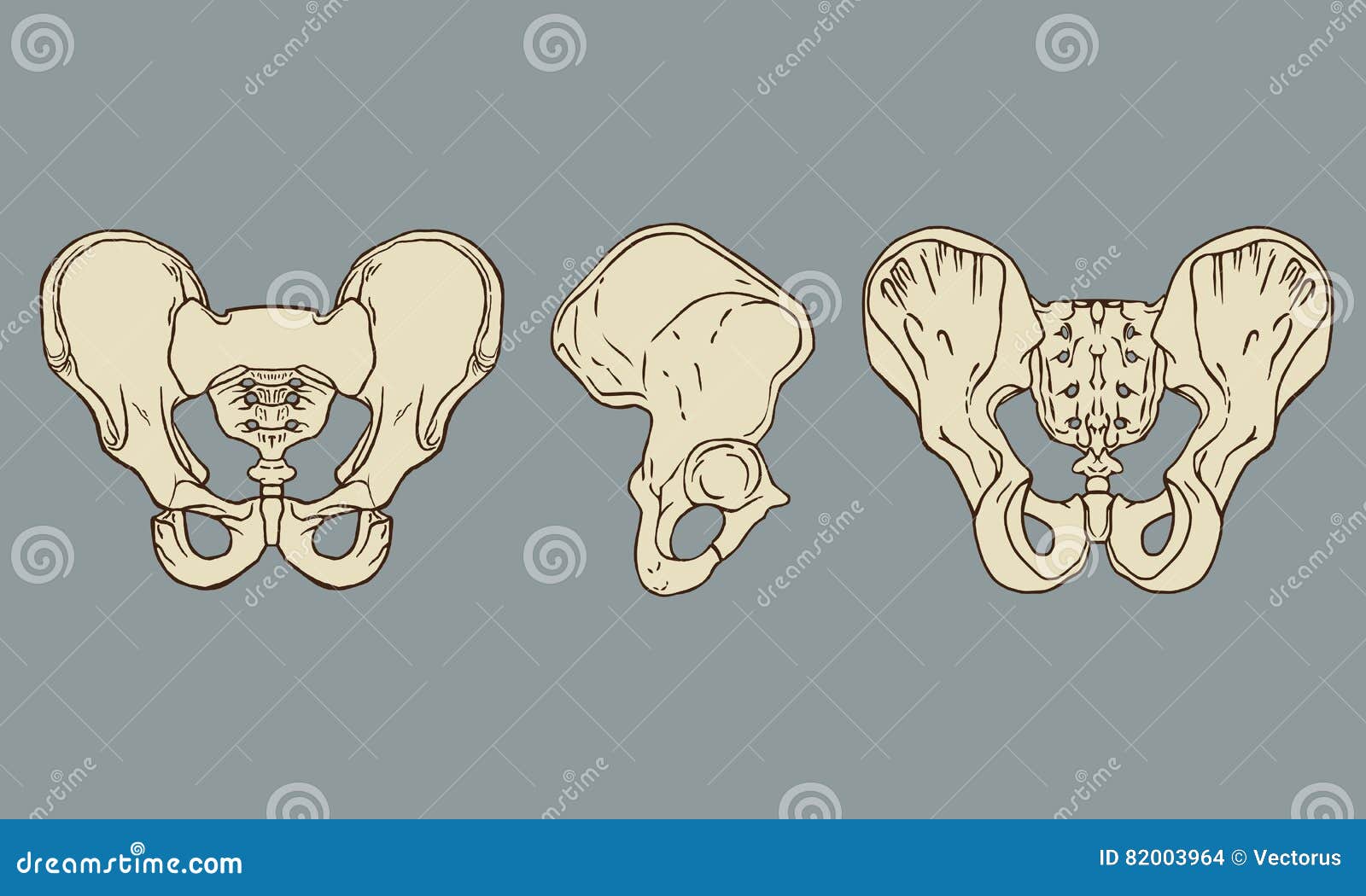 Het Pakvector Van De Bekken Skeletachtige Anatomie Vector Illustratie ...