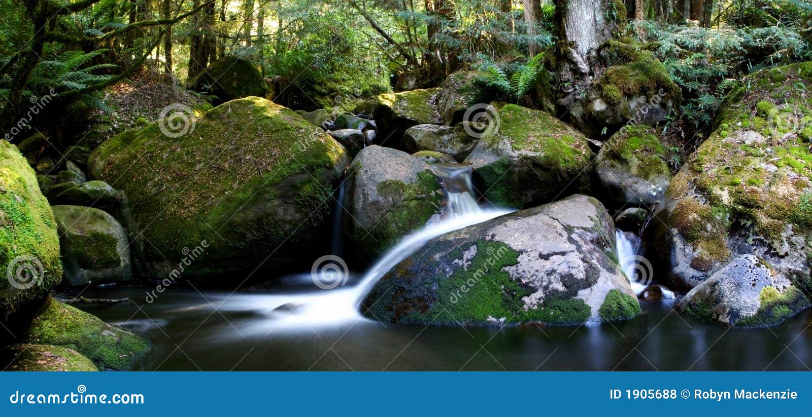 Het Panorama Van De Rivier Van Het Regenwoud Stock Foto - Image of ...