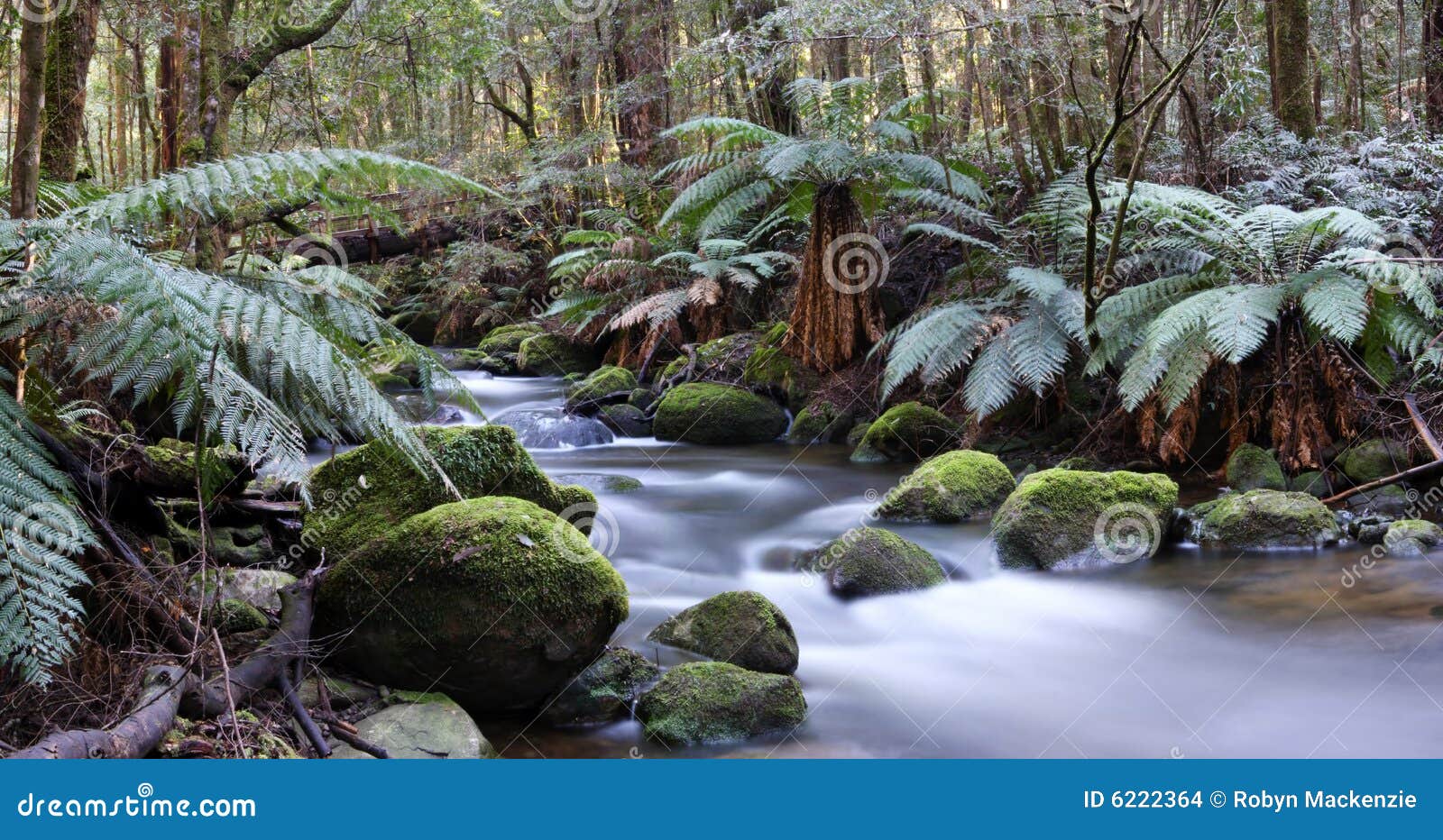 Het Panorama Van De Rivier Van Het Regenwoud Stock Foto - Image of ...