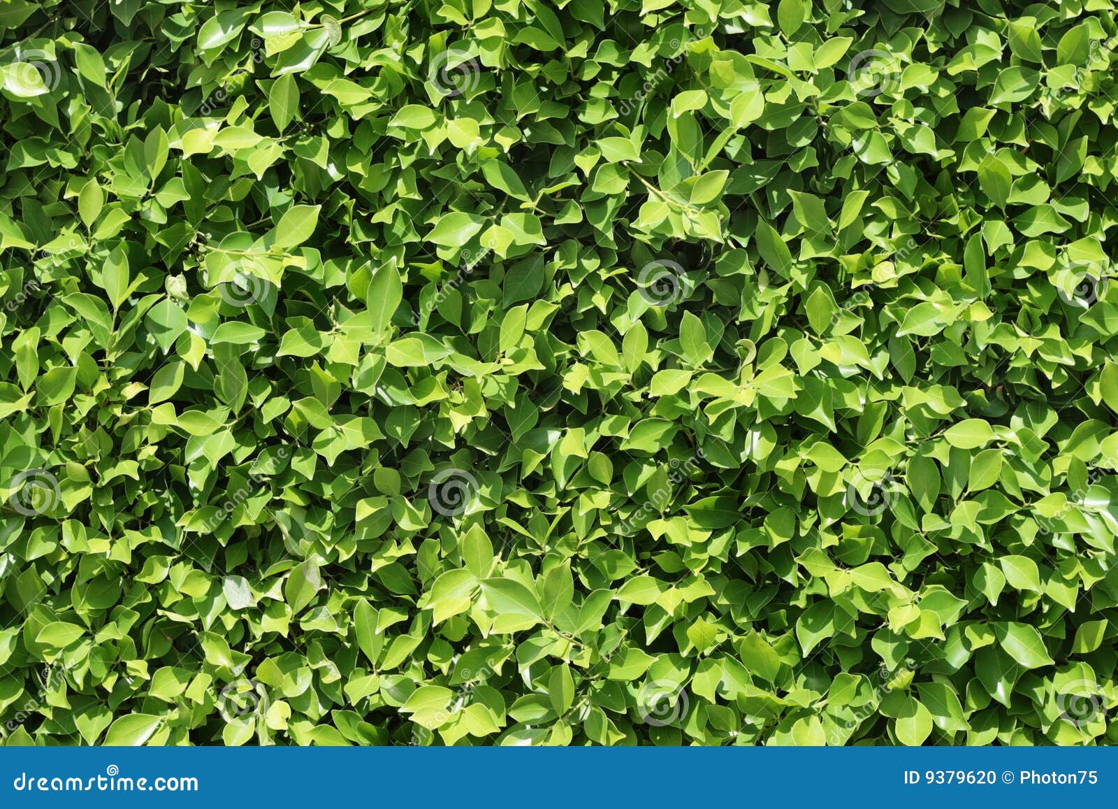 Het patroon van de haag stock foto. Image of gezond, geweven - 9379620