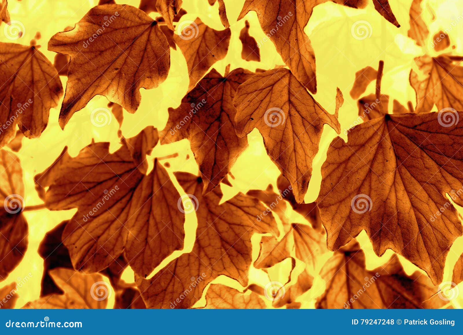 Het Patroon Van Het De Herfstblad Stock Foto - Image of goud ...