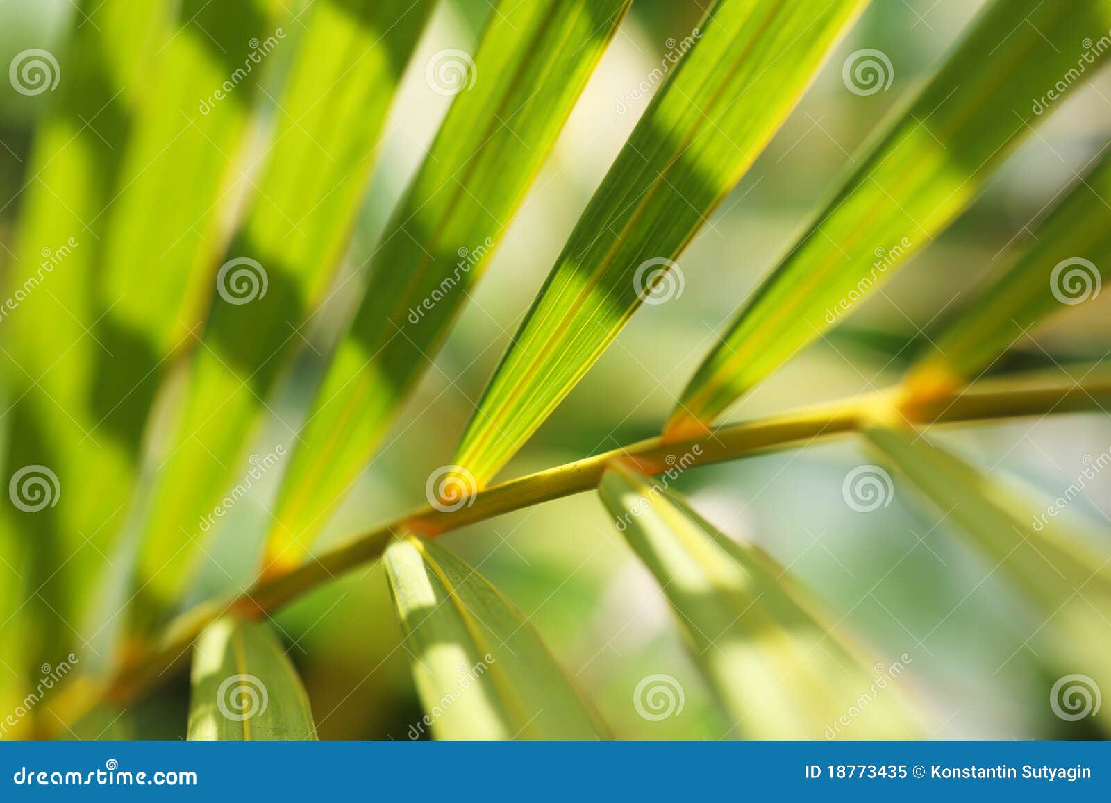 Het patroon van palmbladen stock afbeelding. Image of stam - 18773435