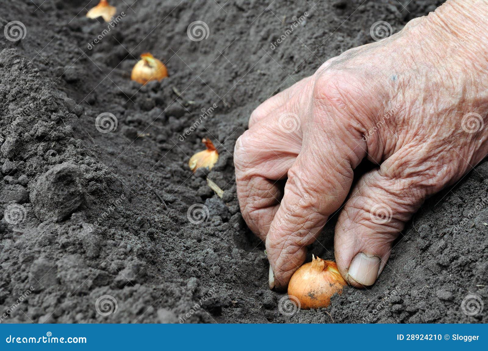Het planten van ui stock foto. Image of zorgvuldig, grond - 28924210