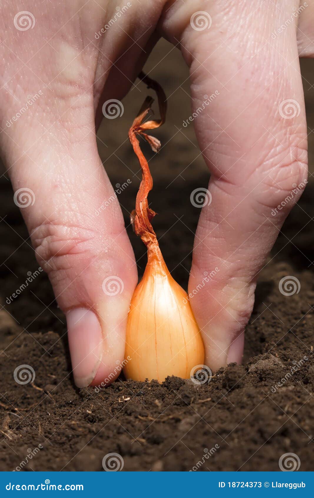 Het planten van uien stock afbeelding. Image of vers - 18724373