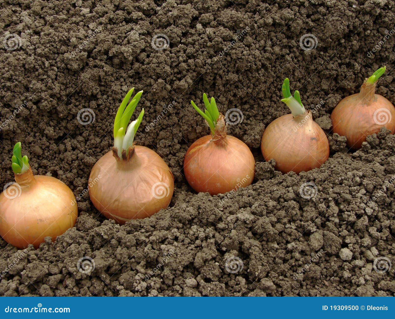 Het planten van uien stock foto. Image of naughty, keuken - 19309500