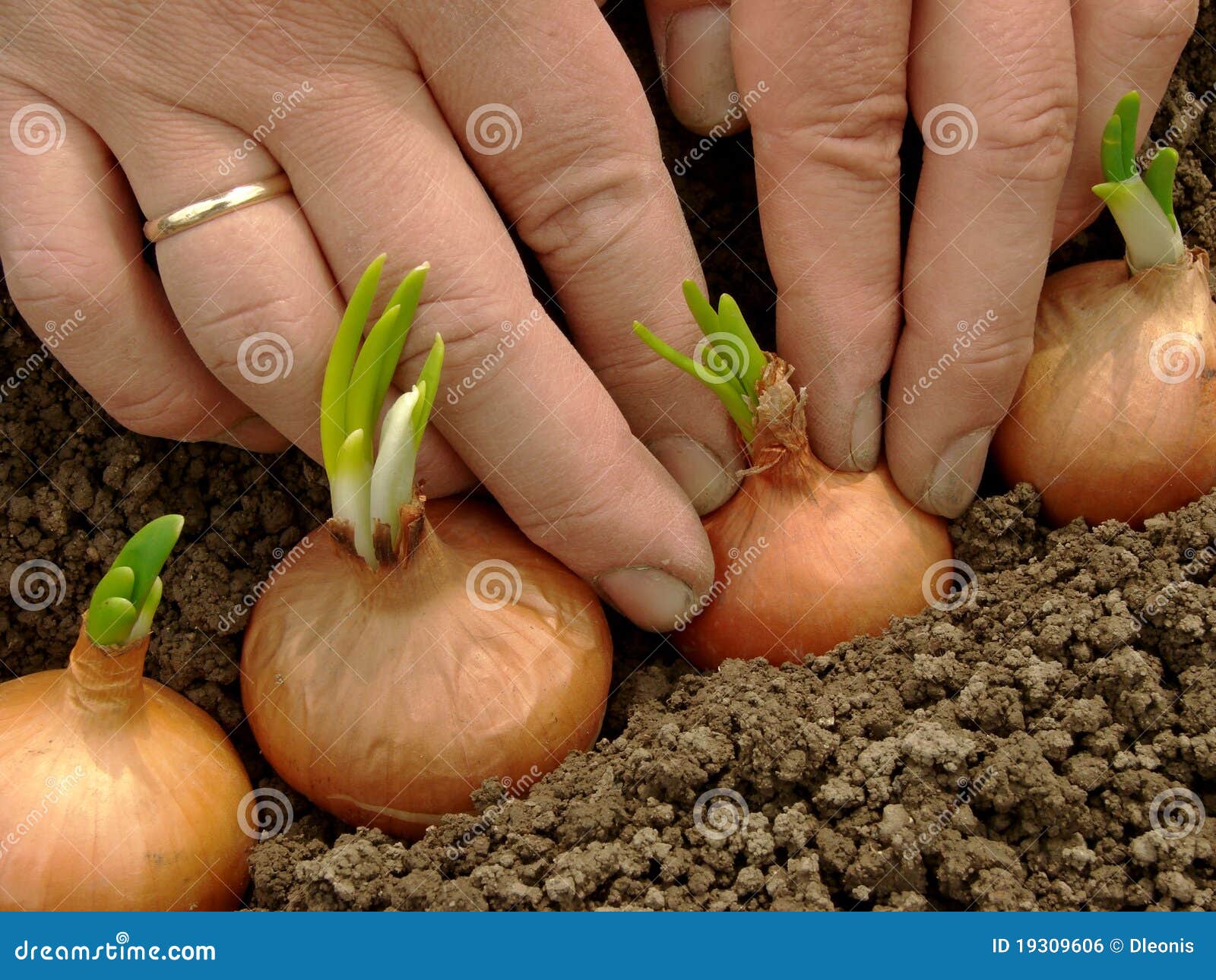 Het planten van uien stock foto. Image of plantaardig - 19309606
