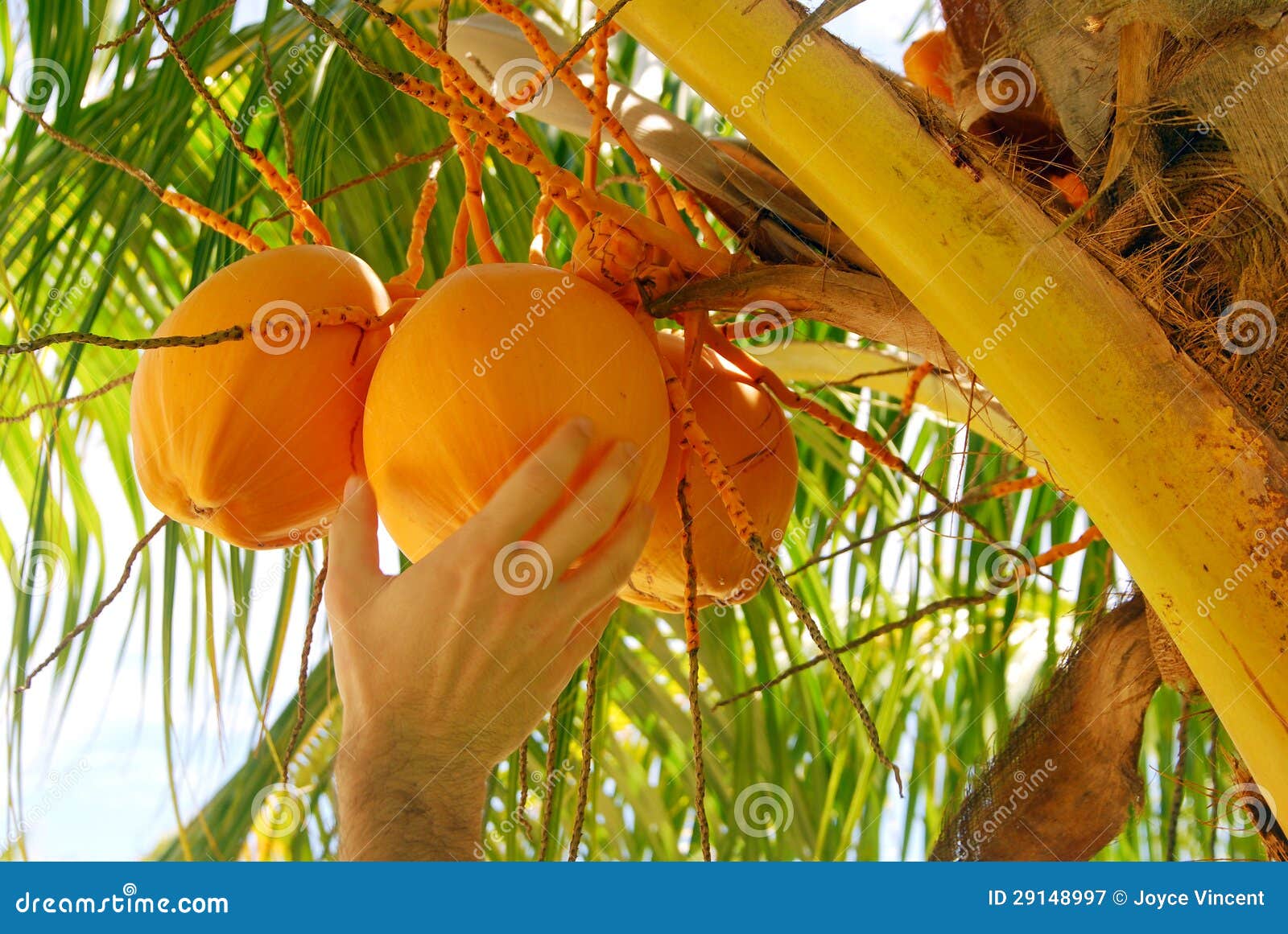 Het plukken kokosnoten stock afbeelding. Image of openlucht - 29148997