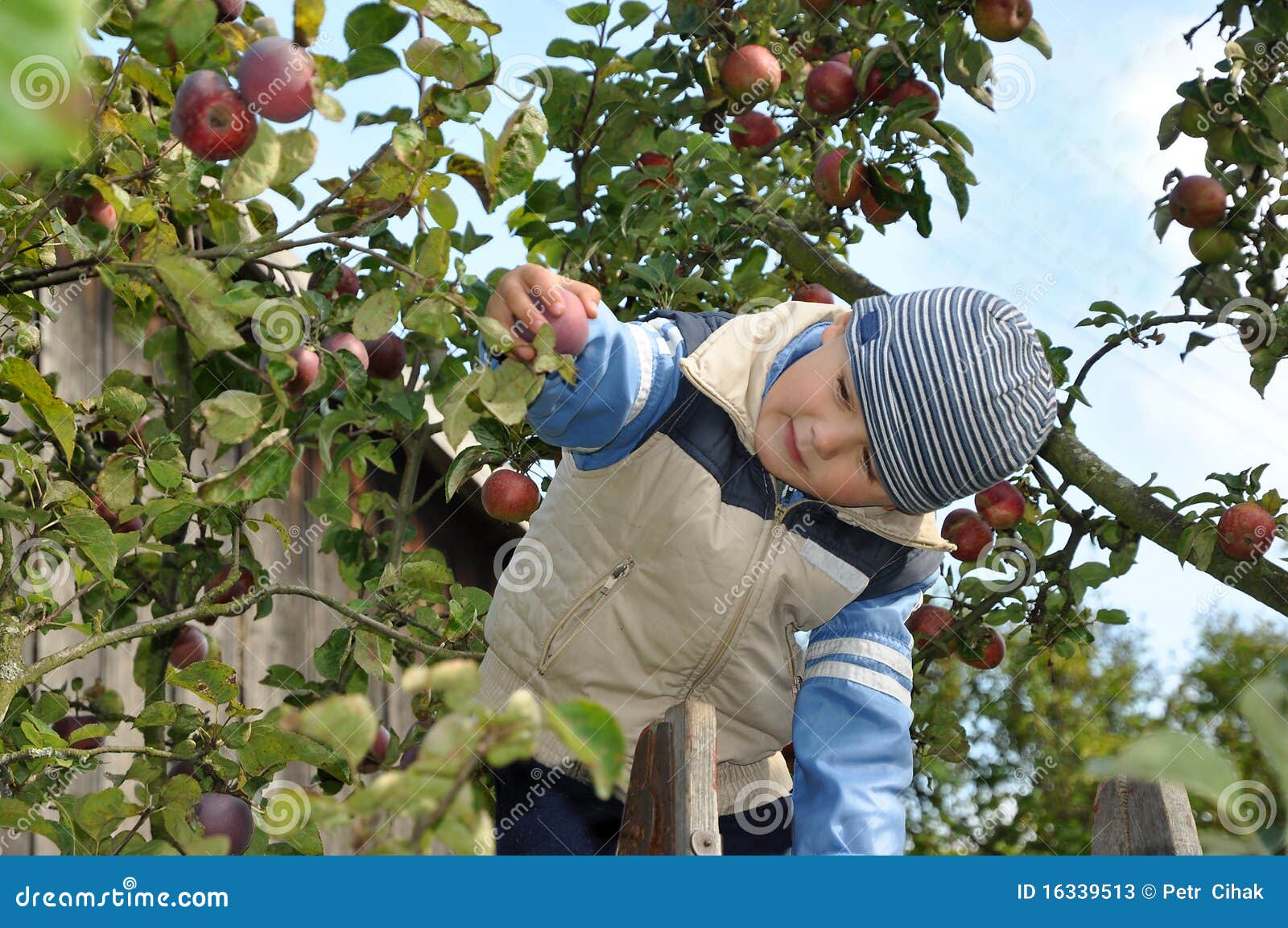 Het plukken van de appel stock afbeelding. Image of landbouw - 16339513