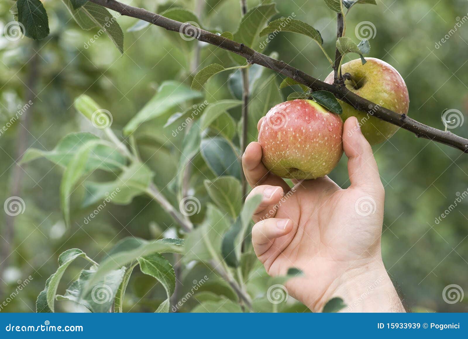 Het plukken van een appel stock afbeelding. Image of exemplaar - 15933939