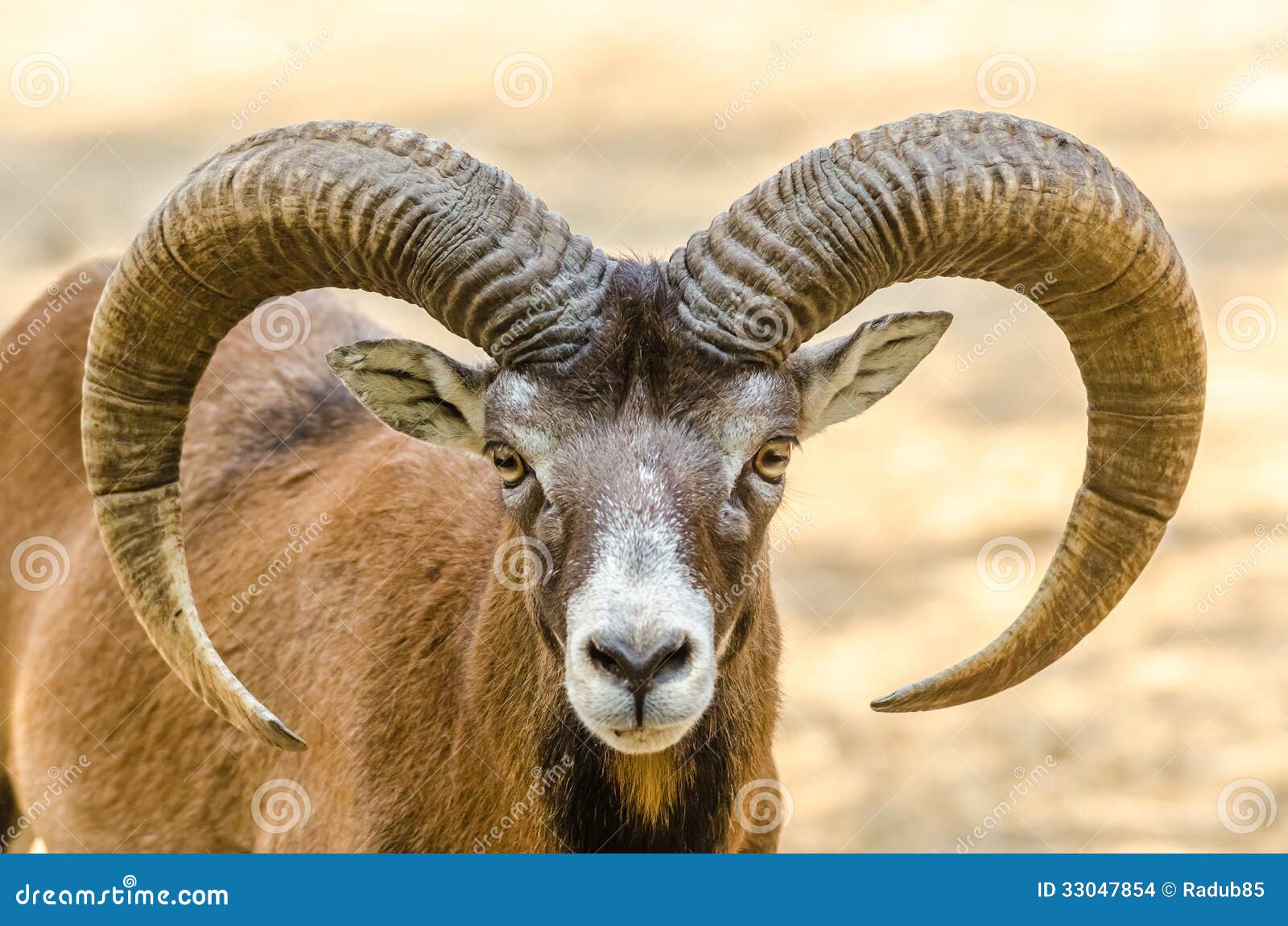 Het Portret Van De Berggeit Stock Foto - Image of landbouwbedrijf ...