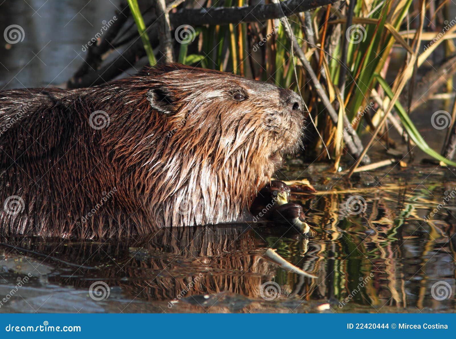Het portret van de bever stock foto. Afbeelding bestaande uit meer ...