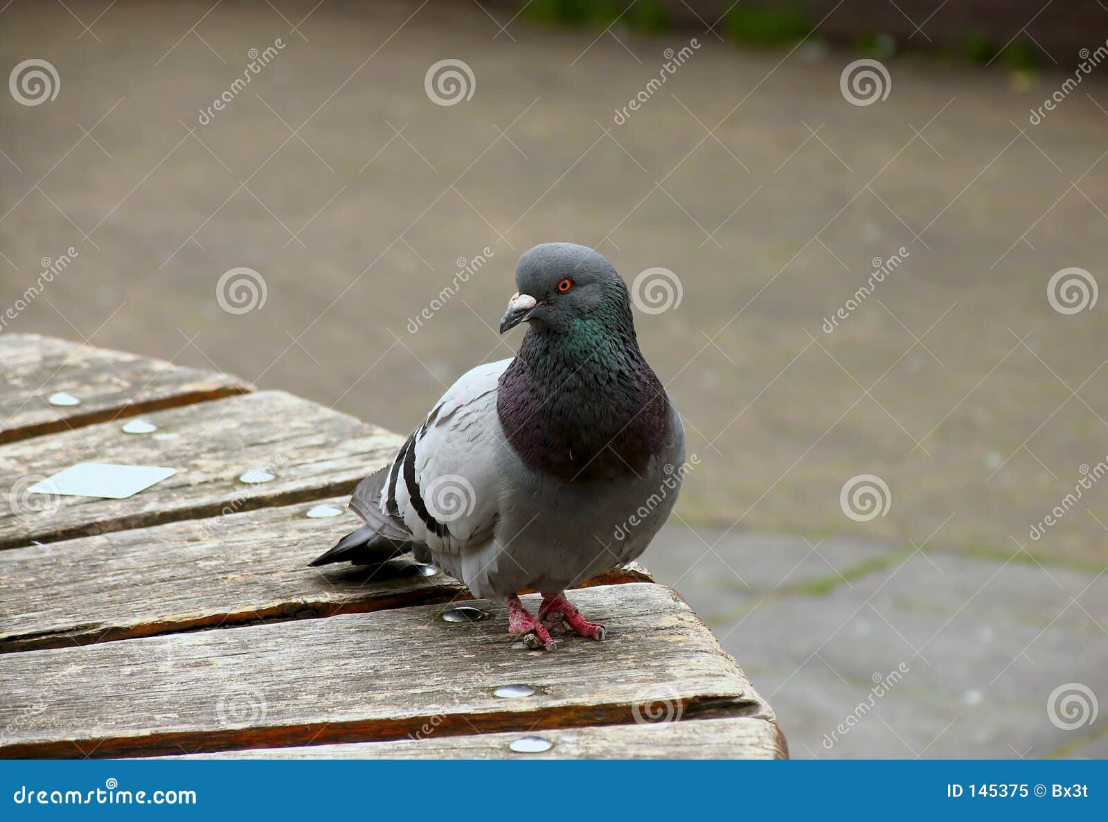 Het portret van de duif stock afbeelding. Image of vrede - 145375
